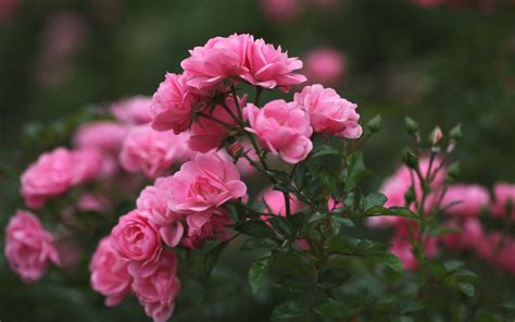 Perfect Wallpaper Aesthetic Laptop Flower You Can Save It Free Of