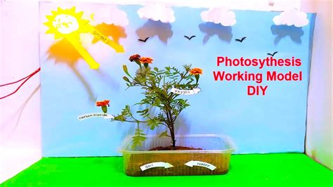 Science Working Models For Class Biology