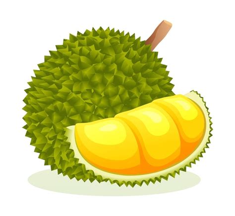 Premium Vector Durian Fruit Vector Illustration Isolated On White