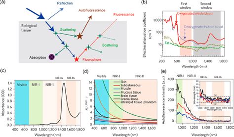 A Schematic Diagram Of The Interactions Between The Photons And
