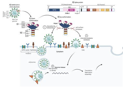 Repositioning Of Ligands That Target The Spike Glycoprotein As
