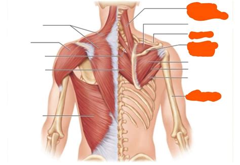 Kin 227 Test 5 Shoulder Labelling Diagram Quizlet