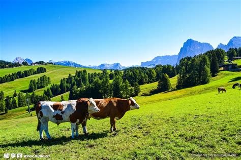 草原上的牛摄影图 野生动物 生物世界 摄影图库 昵图网