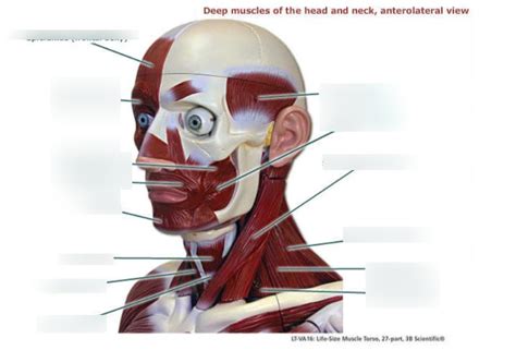 Ch 10 Deep Muscles Of The Head And Neck Anterolateral View Diagram