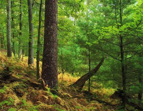 Free Picture Wood Tree Leaf Nature Landscape Fern Moss Dawn
