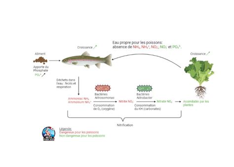 Le Cycle De L Azote En Aquaponie Fonctionnement Et Impact