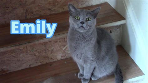 Meet Emily My Persian Domestic Shorthair Mix Cat Youtube