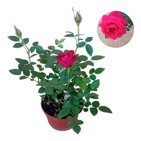 Muda De Mini Rosa Vermelha No Vaso Mercadolivre