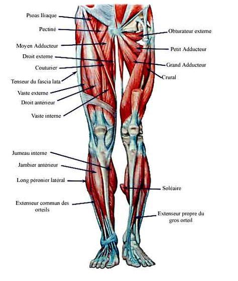 Meilleures Id Es Sur Os Et Muscles De La Jambe By Sereni Muscler