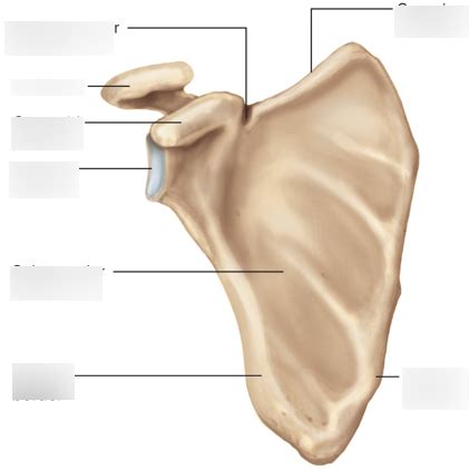 A P Lab Exercise 7 The Scapula Anterior View Diagram Quizlet
