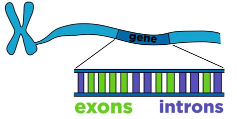 Introns And Exons