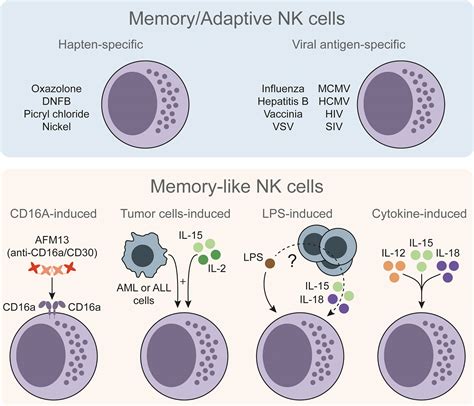 Frontiers Cytokine Induced Memory Like NK Cells From The Basics To