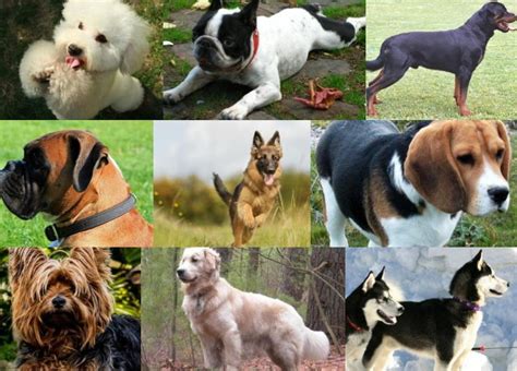 Las razas de perros más populares de 2018 Mascotas