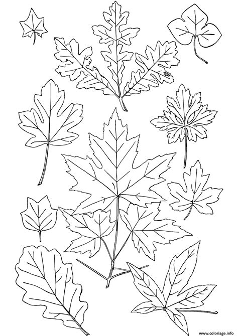 Coloriage Automne Feuilles Dessin Automne à imprimer