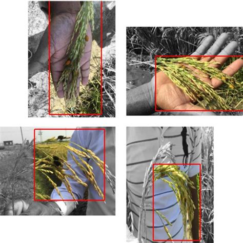 pdf rice grain disease identification using dual phase convolutional neural network based