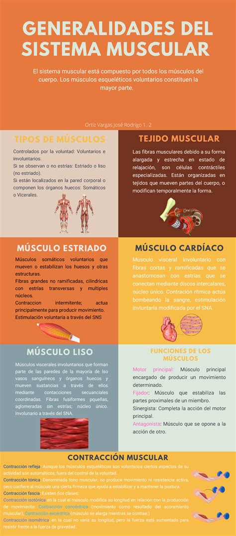 Infografía Músculos El sistema muscular está compuesto por todos los