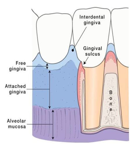 Lecture 1 Anatomy Of Periodontium Flashcards Quizlet