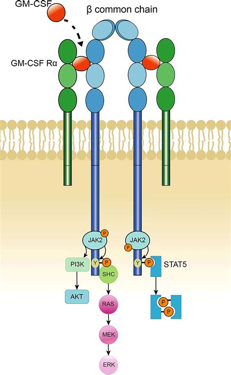 Frontiers Role Of GM CSF In Lung Balance And Disease