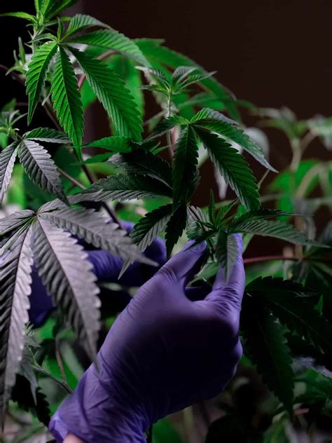 Top Rated Cannabis Dispensaries In Koh Phangan Review