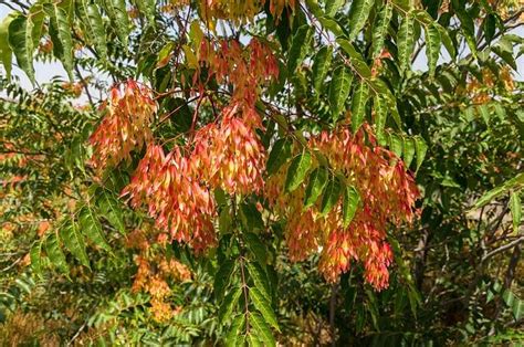 PLANTAS INVASORAS Qué Son y Ejemplos de Especies con FOTOS