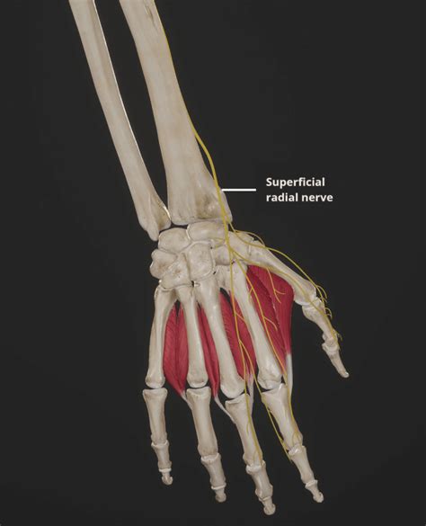 Superficial Radial Nerve Course Functions Teachmeanatomy
