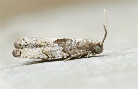 Gypsonoma Haimbachiana Toronto Ontario Cottonwood Flickr
