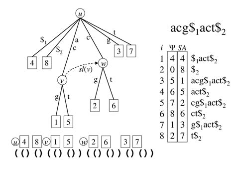 the suffix tree and the suffix array for acg 1act 2 and the download scientific diagram