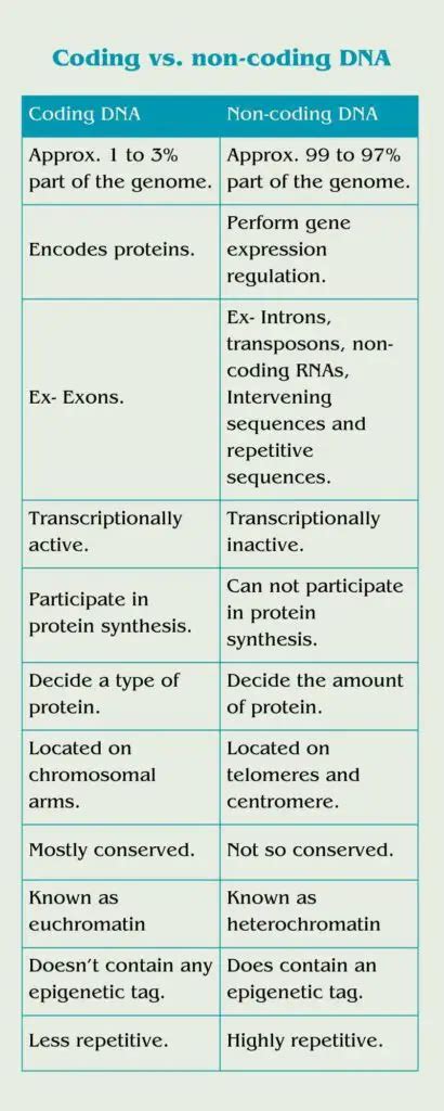 comparison between coding vs non coding dna genetic education