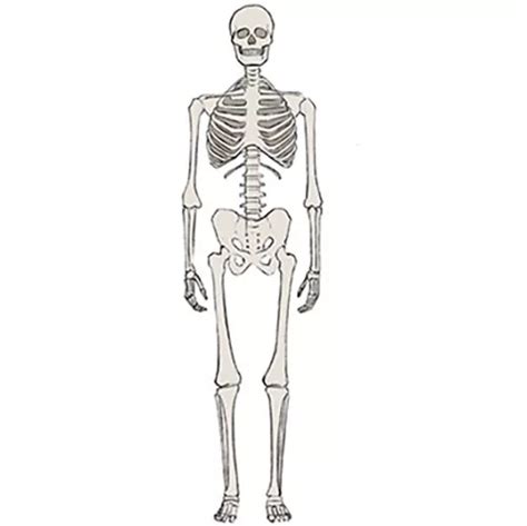 How To Draw A Skeleton Draw Fine Art