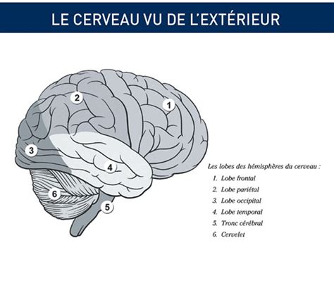 Comprendre Le Cerveau Et Son Fonctionnement Institut Du Cerveau