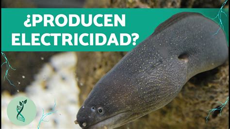 Cuántos VOLTIOS Tiene una ANGUILA ELÉCTRICA Características