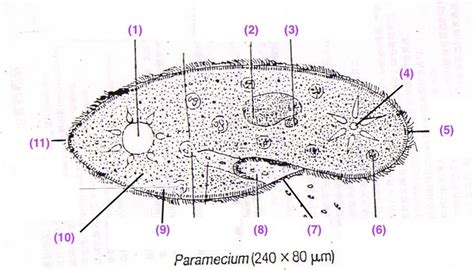 Labelled Diagram Of Paramecium Class How To Draw Paramecium