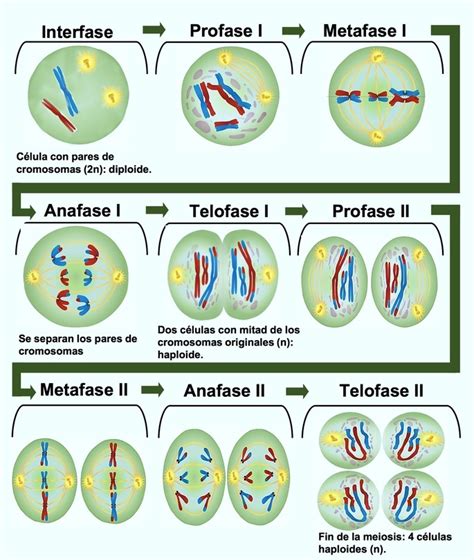 Meiosis qué es fases y características Toda Materia