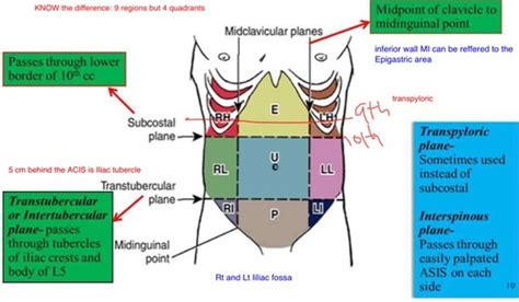 Applied Anatomy Of The Abdomen And GI System Flashcards Quizlet
