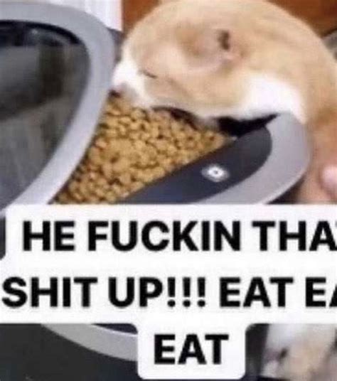 Pin By On Gatinho In Funny Laugh Really Funny Silly Cats