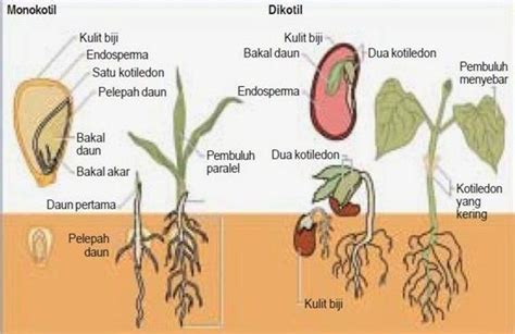 Tumbuhan Dikotil Pengertian Ciri Ciri Struktur Jenis Serta Contohnya