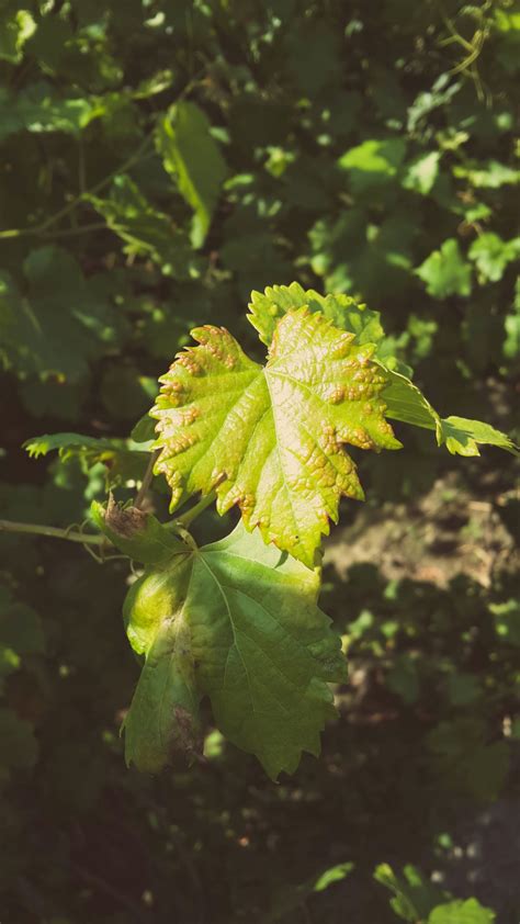 Free Images Nature Branch Blossom Sunlight Leaf Flower Food