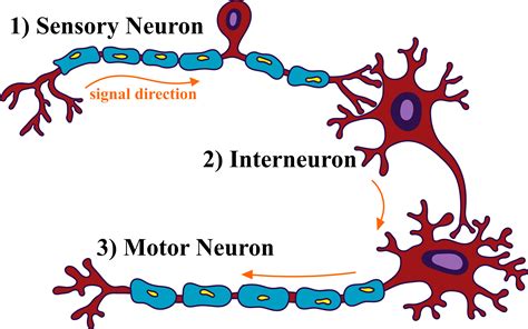 Diagram Of A Neural Circuit Neurons Types Interneurons Syste