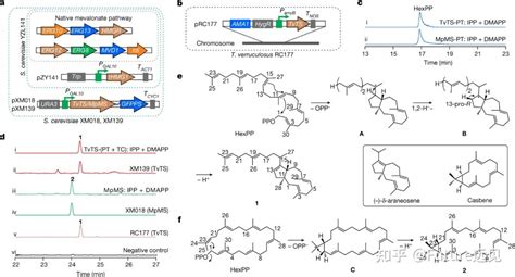 武汉大学刘天罡教授课题组发Nature揭晓新型三萜类天然产物合成机制 知乎