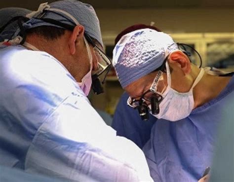 Brasileiro Lidera Primeiro Transplante De Rim De Um Porco Em Um