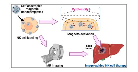Magneto Activation And Magnetic Resonance Imaging Of Natural Killer