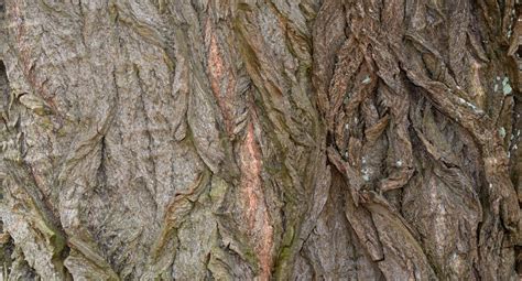 Free Images Nature Forest Branch Structure Wood Texture Leaf