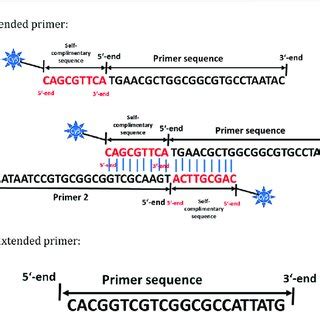 Primer Design Strategy For AELA PCR A Schematic Representation Of