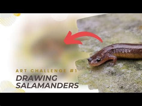 Searching For And Drawing Salamanders Salamander Art 1 Herping