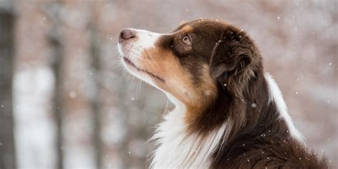 Découvrez les races de chien préférées des Français
