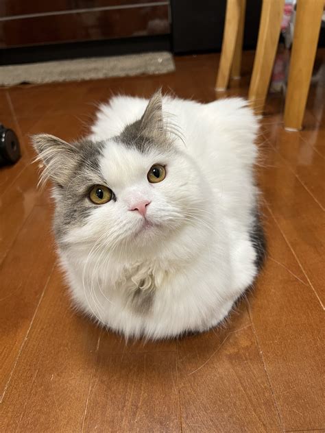 On Twitter Rt Matsutake Cat