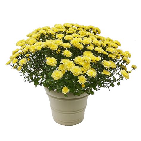 海蒂的花园球菊千头菊盆栽菊花苗好养荷兰菊紫菀四季耐寒植物花卉 虎窝淘