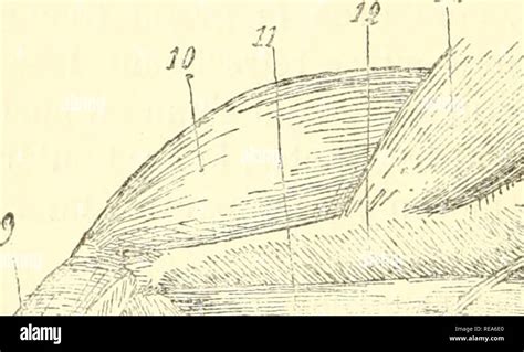 Contribution Ã la myologie des rongeurs Rodents Anatomy