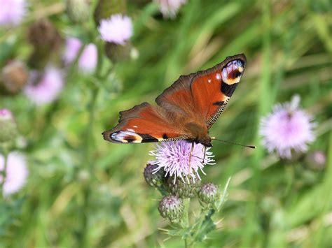 Borboleta Pav O Inseto Foto Gratuita No Pixabay Pixabay