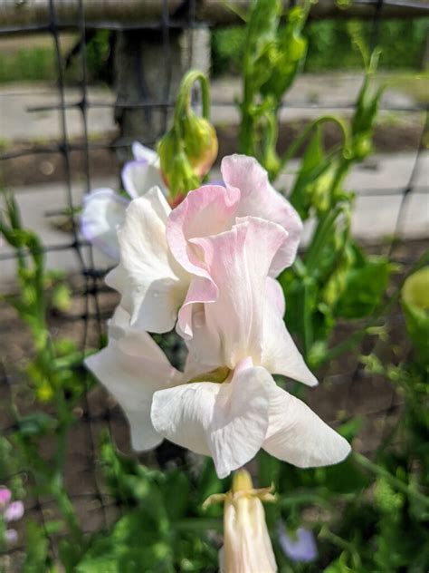 Picking Sweet Peas The Martha Stewart Blog
